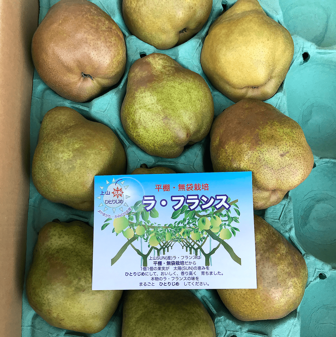 山形県産ラ・フランス入荷 | 西井米穀店